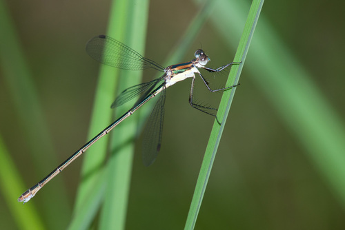 Lestes vigilax (Swamp Spreadwing) (Dragonflies and Damselflies of ...