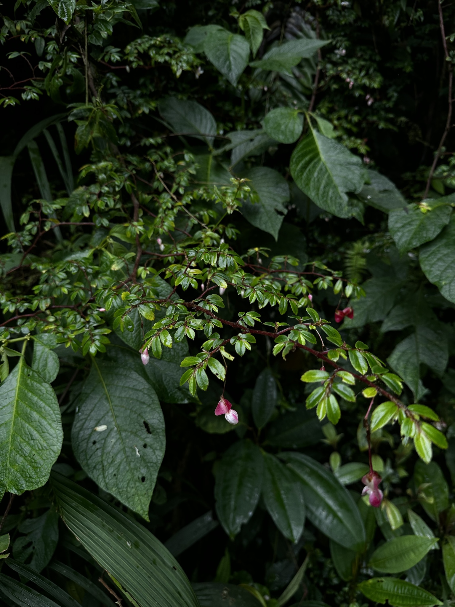 Begonia foliosa Kunth