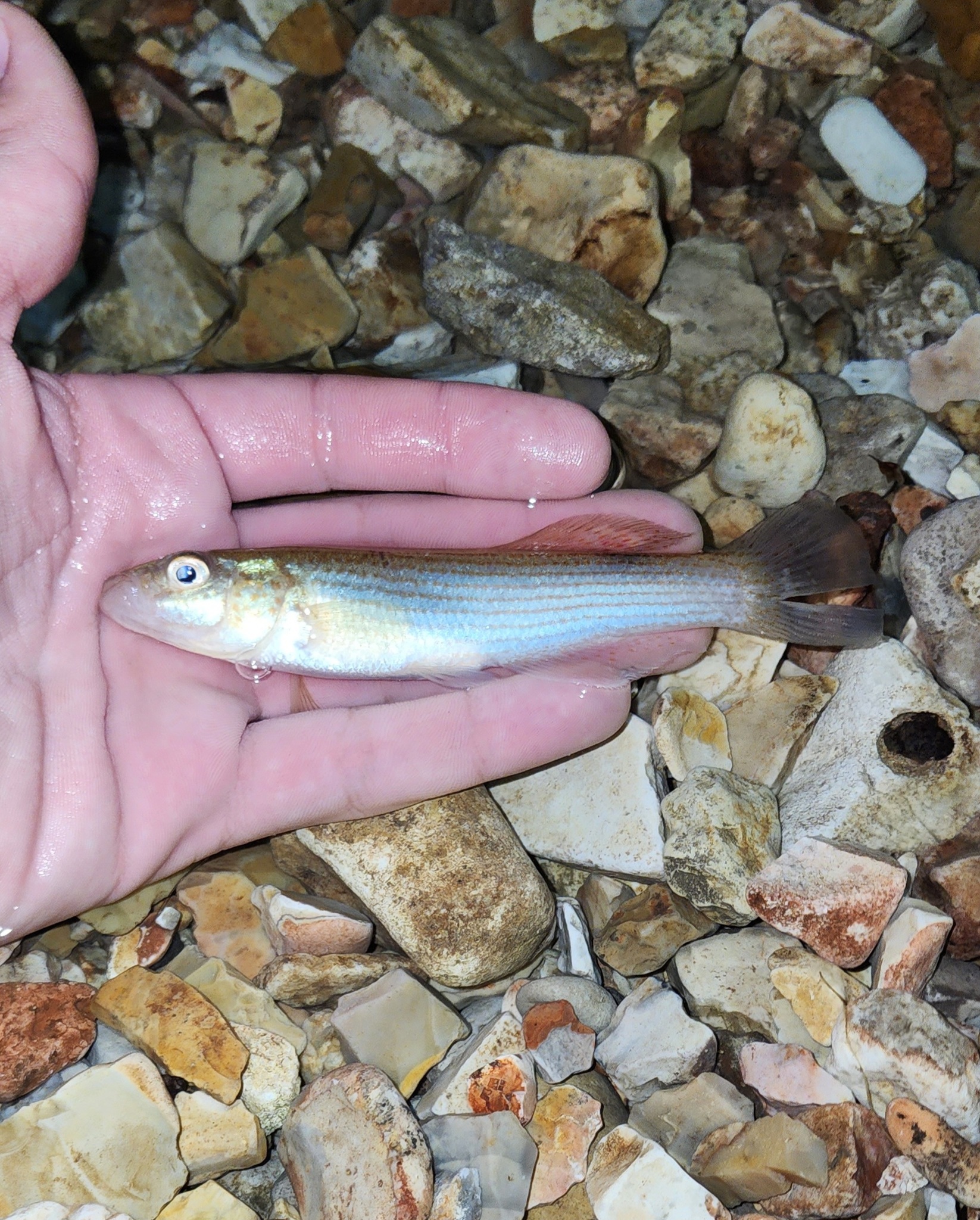 Fundulus catenatus (Storer, 1846)
