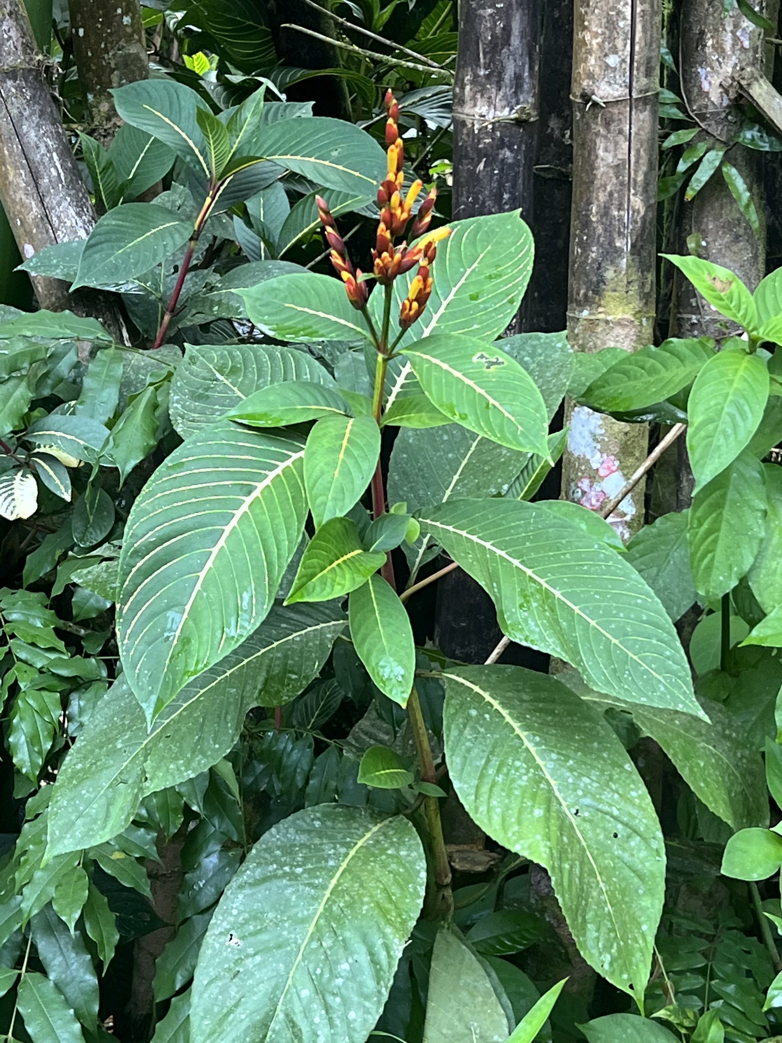 Sanchezia parvibracteata Sprague & Hutch.