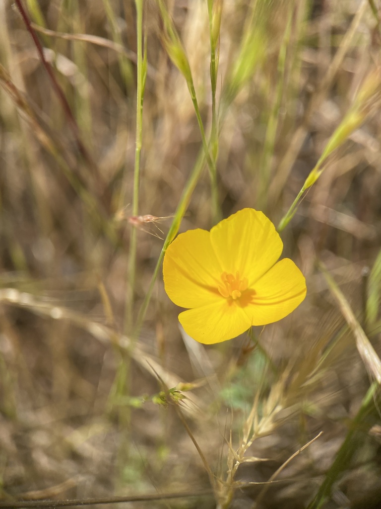 Tufted Poppy from Tujunga, Los Angeles, CA, US on 10 April, 2023 at 11: ...