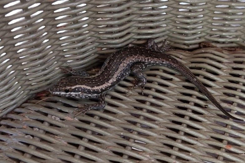 Kalahari Tree Skink from Hardap, Namibia on February 15, 2023 by lilly ...