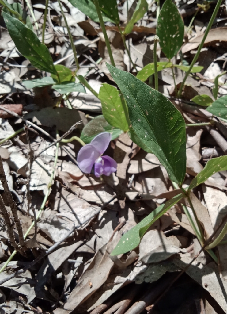 Phaseoleae from Nome QLD 4816, Australia on April 10, 2023 at 10:05 AM ...