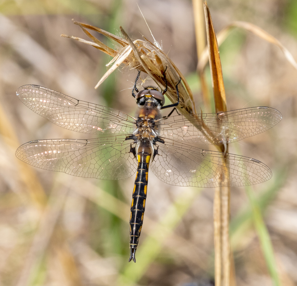 Common Baskettail from Bladen County, NC, USA on April 10, 2023 at 02: ...