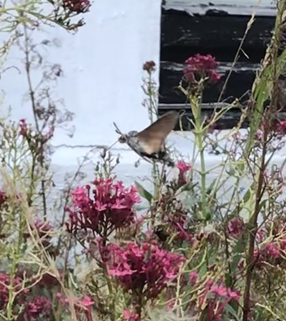 Eurasian Hummingbird Hawkmoth from Chapel St, Oswestry, England, GB on ...