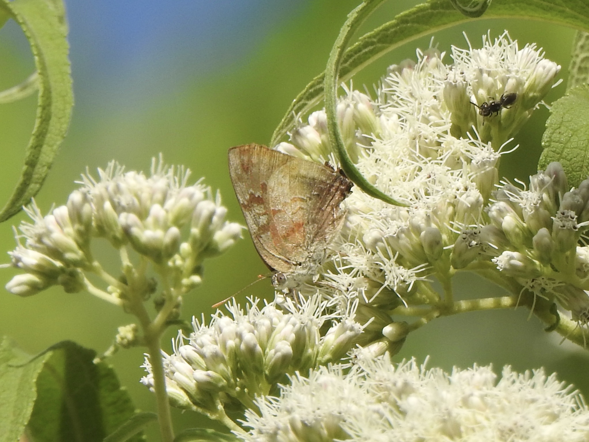 Rekoa palegon (Cramer, 1780)