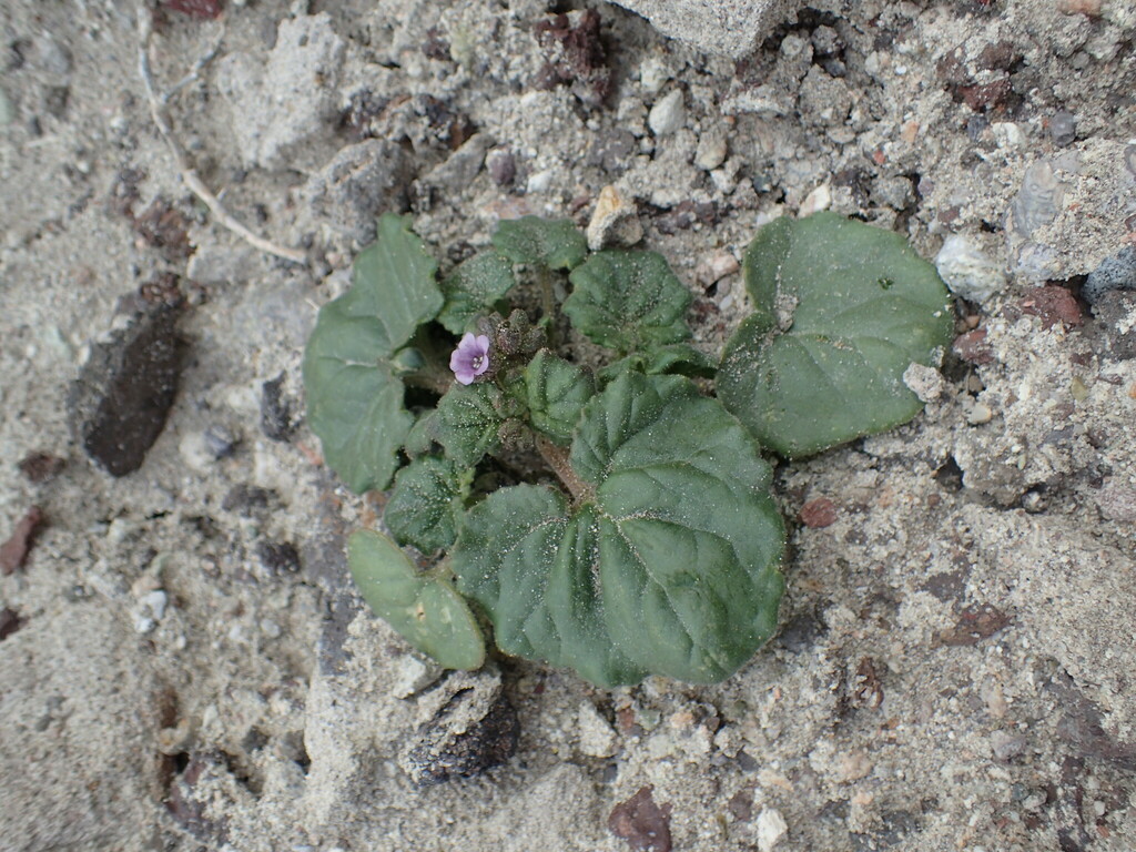 blacktack phacelia from Red Rock Canyon State Park, Kern, California ...
