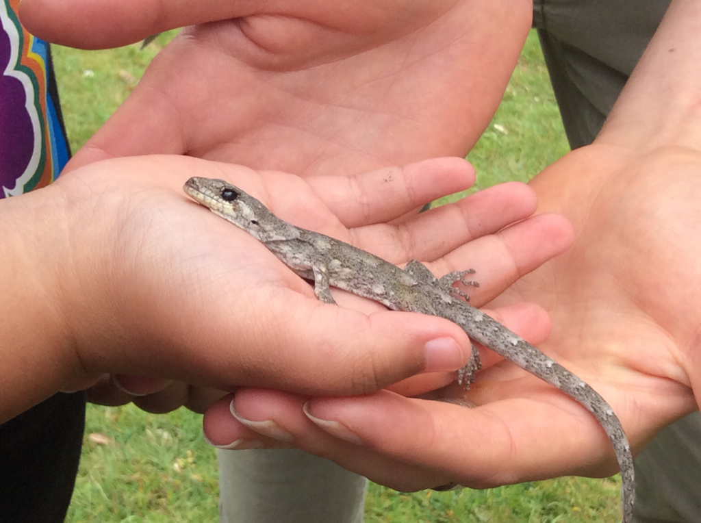 New Zealand Forest Geckos in November 2015 by stjosephsnelson · iNaturalist