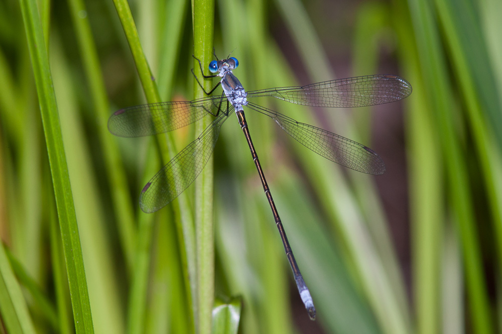 Lestes vigilax (Swamp Spreadwing) (Dragonflies and Damselflies of ...