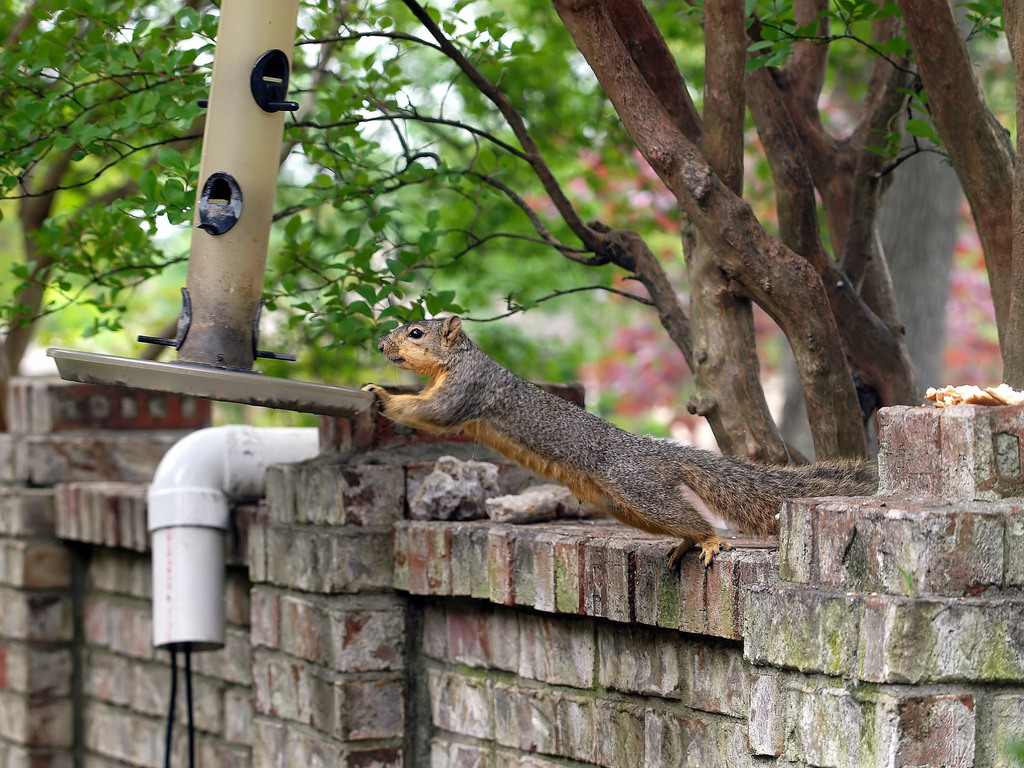 Fox Squirrel from Leicester St, Garland, TX, USA on April 17, 2020 at ...