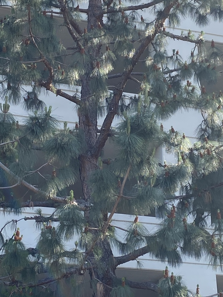 Canary Island pine from California State University, Fullerton, CA, US ...