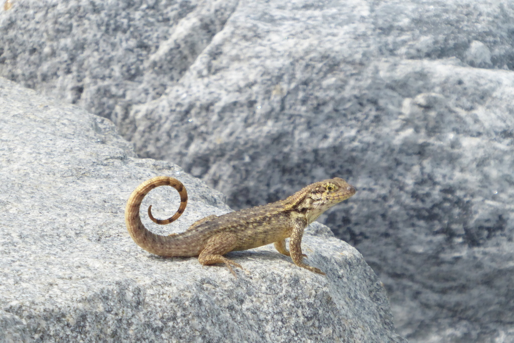Northern Curly-tailed Lizard from 601 Howard England Way, Key West, FL ...