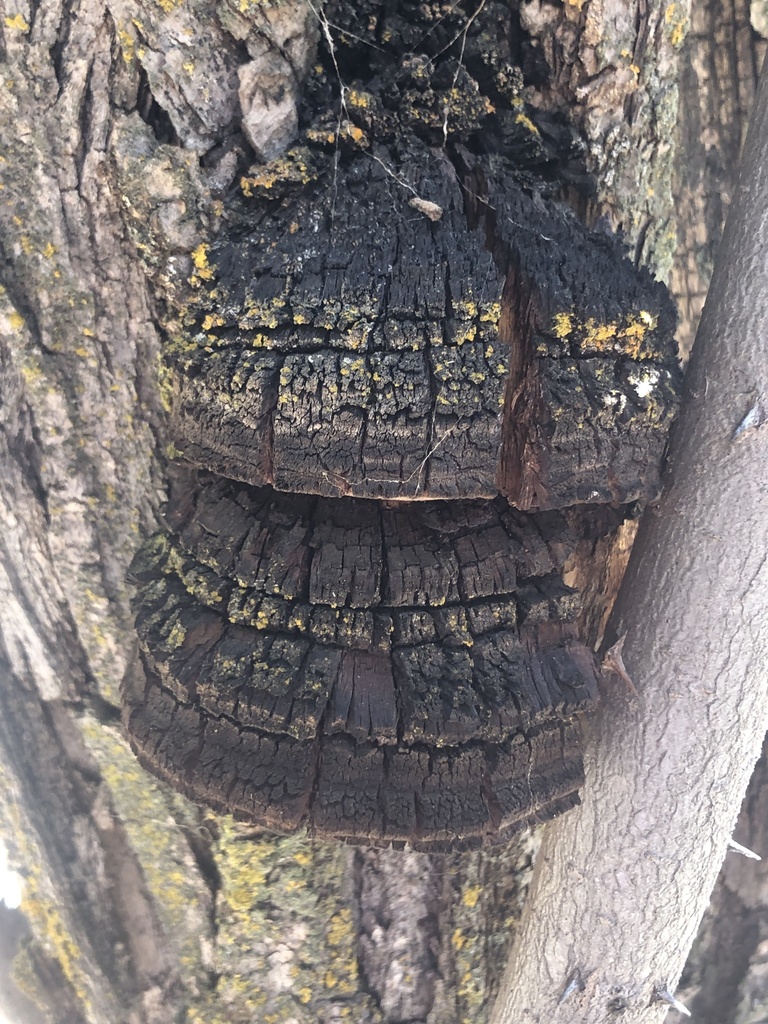 Cracked Cap Polypore from Prescott National Forest, Prescott Valley, AZ ...
