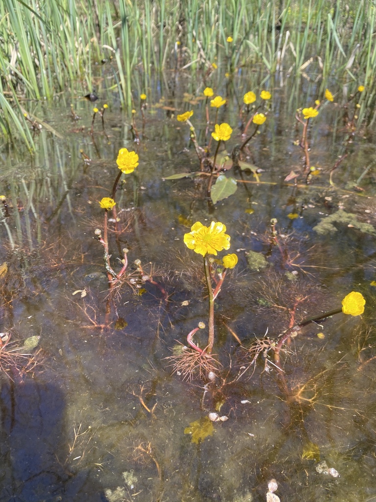 yellow water-crowfoot in April 2023 by abelkinser · iNaturalist