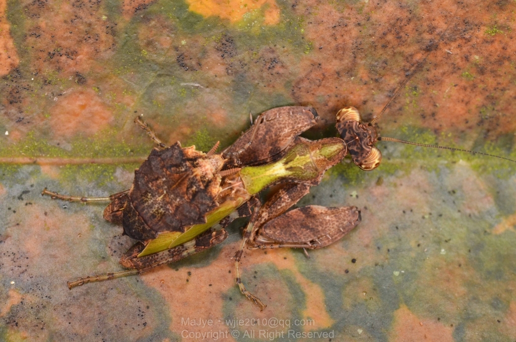 Acromantis from 中国广东省惠州市龙门县 on April 1, 2023 at 01:30 PM by wscott11 ...