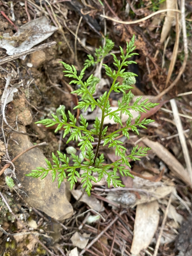 Rock Fern from Cleland, Adelaide Hills -Ranges, AU-SA, AU on April 11 ...