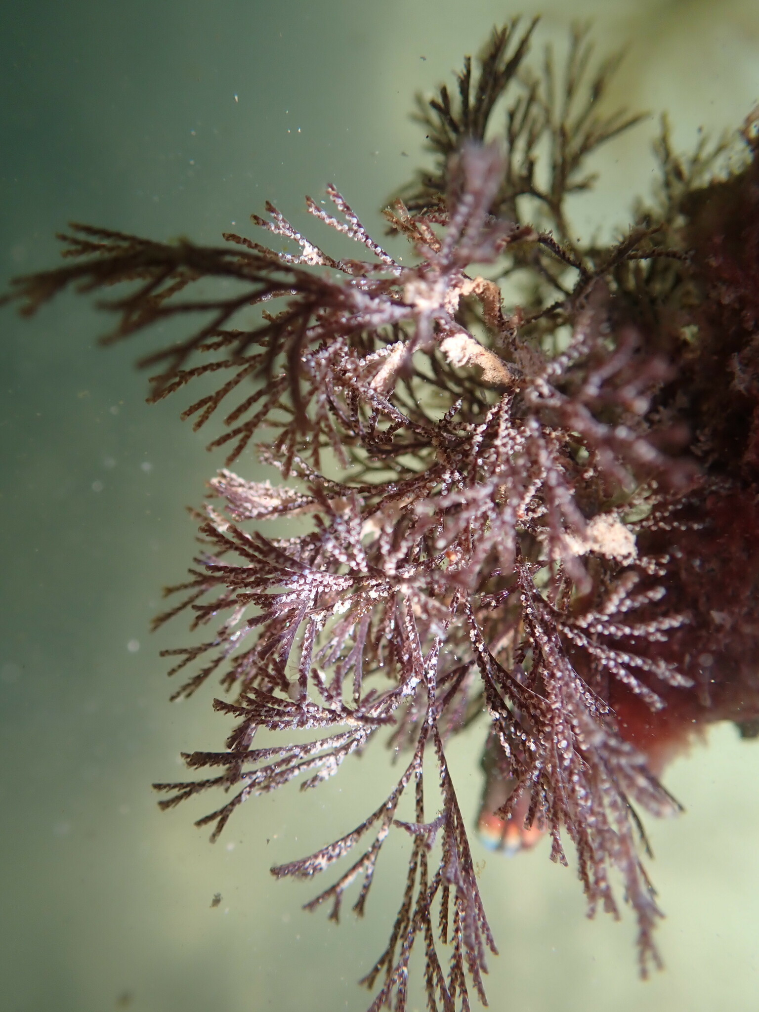 Bugula neritina (Linnaeus, 1758)