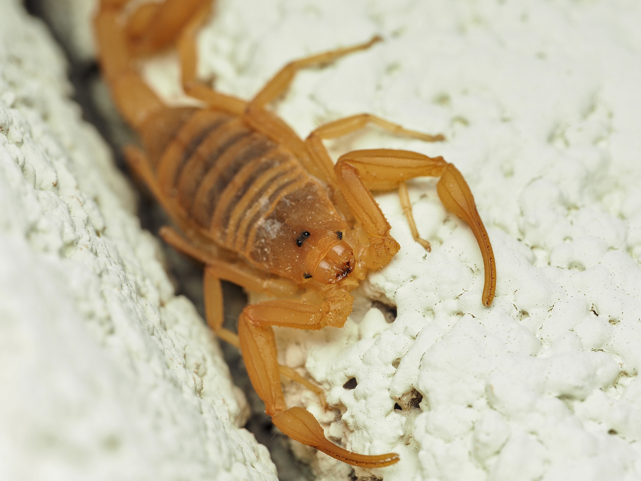 Centruroides sculpturatus Ewing, 1928