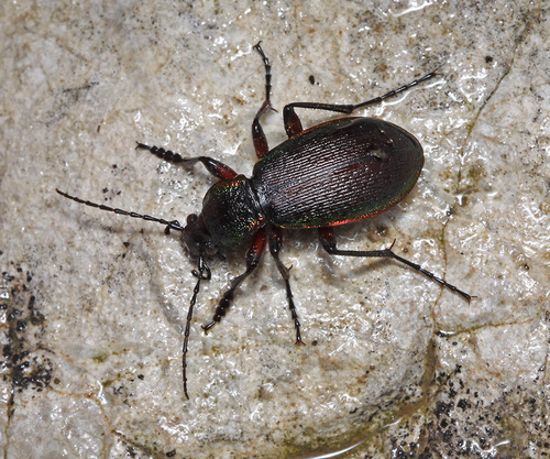 Carabus hummeli · iNaturalist United Kingdom
