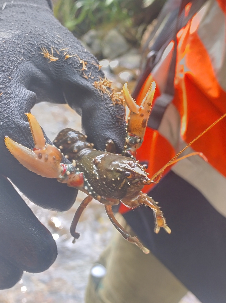 Murray Crayfish from Alpine - East, AU-VI, AU on April 6, 2023 at 10:16 ...