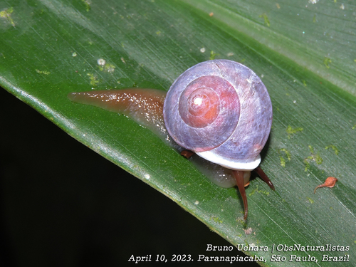Helicina wettsteini · iNaturalist United Kingdom