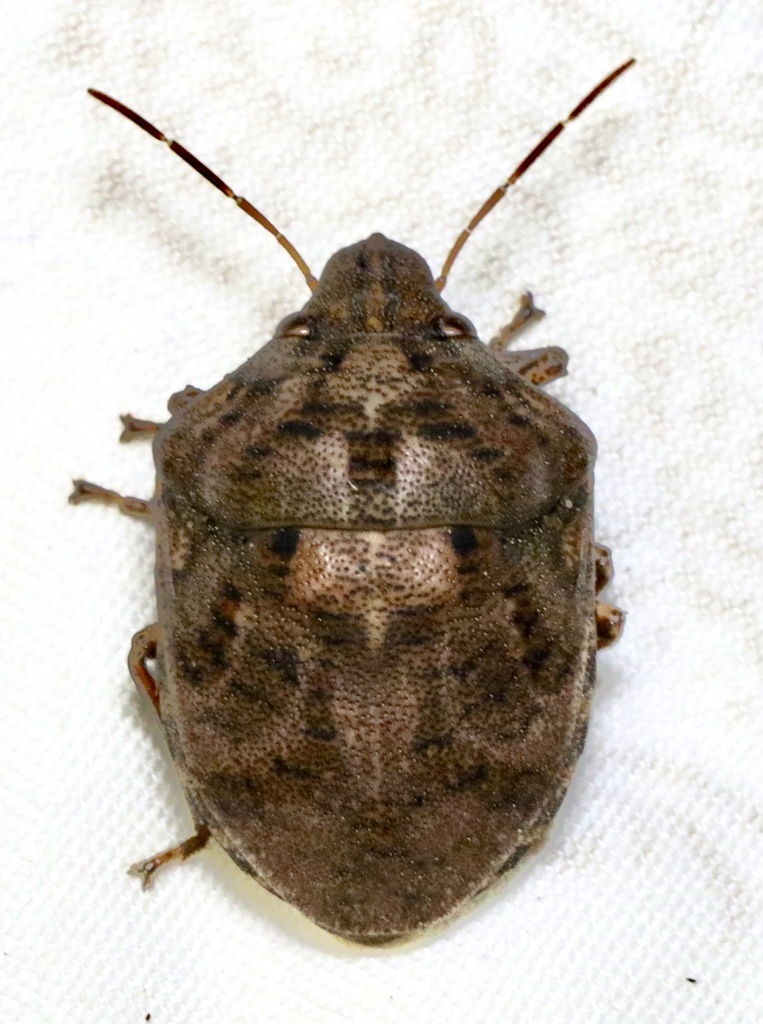 shield-backed pine seed bug from Mon Louis Island, Coden, AL, US on ...