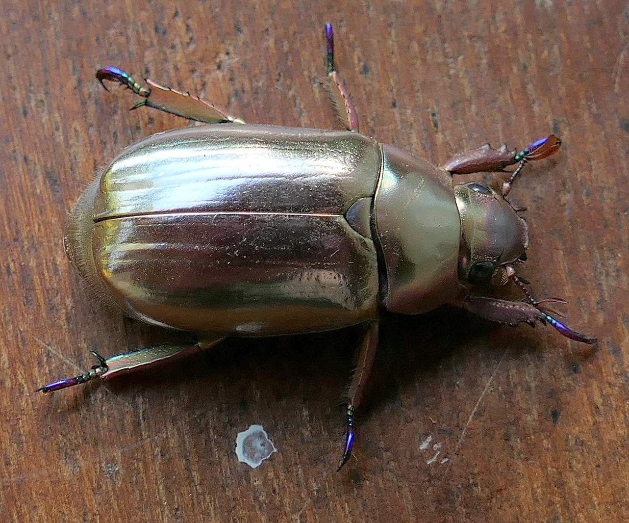 Chrysina chrysargyrea (Sallé, 1874)