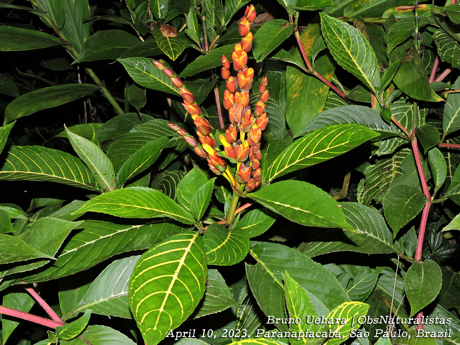 Sanchezia parvibracteata Sprague & Hutch.