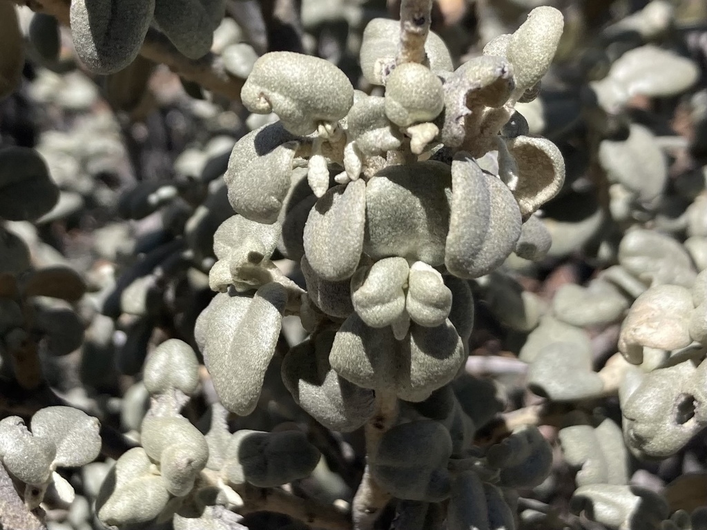 Roundleaf buffaloberry from Shonto, Winslow, AZ, US on April 10, 2023 ...