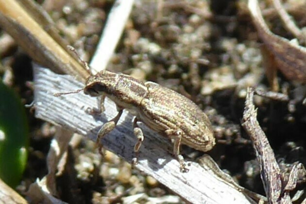 True Weevils from Goodwood, New Zealand on April 08, 2023 at 12:44 PM ...