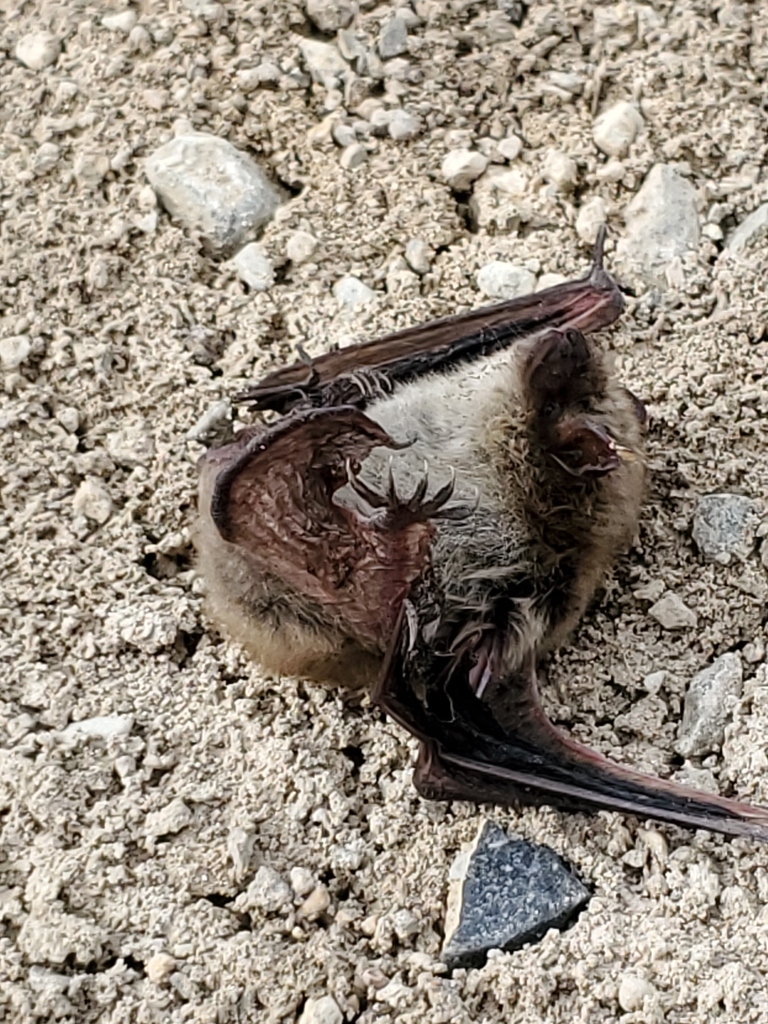 Little Brown Bat from Fergus, Montana, United States on April 10, 2023 ...