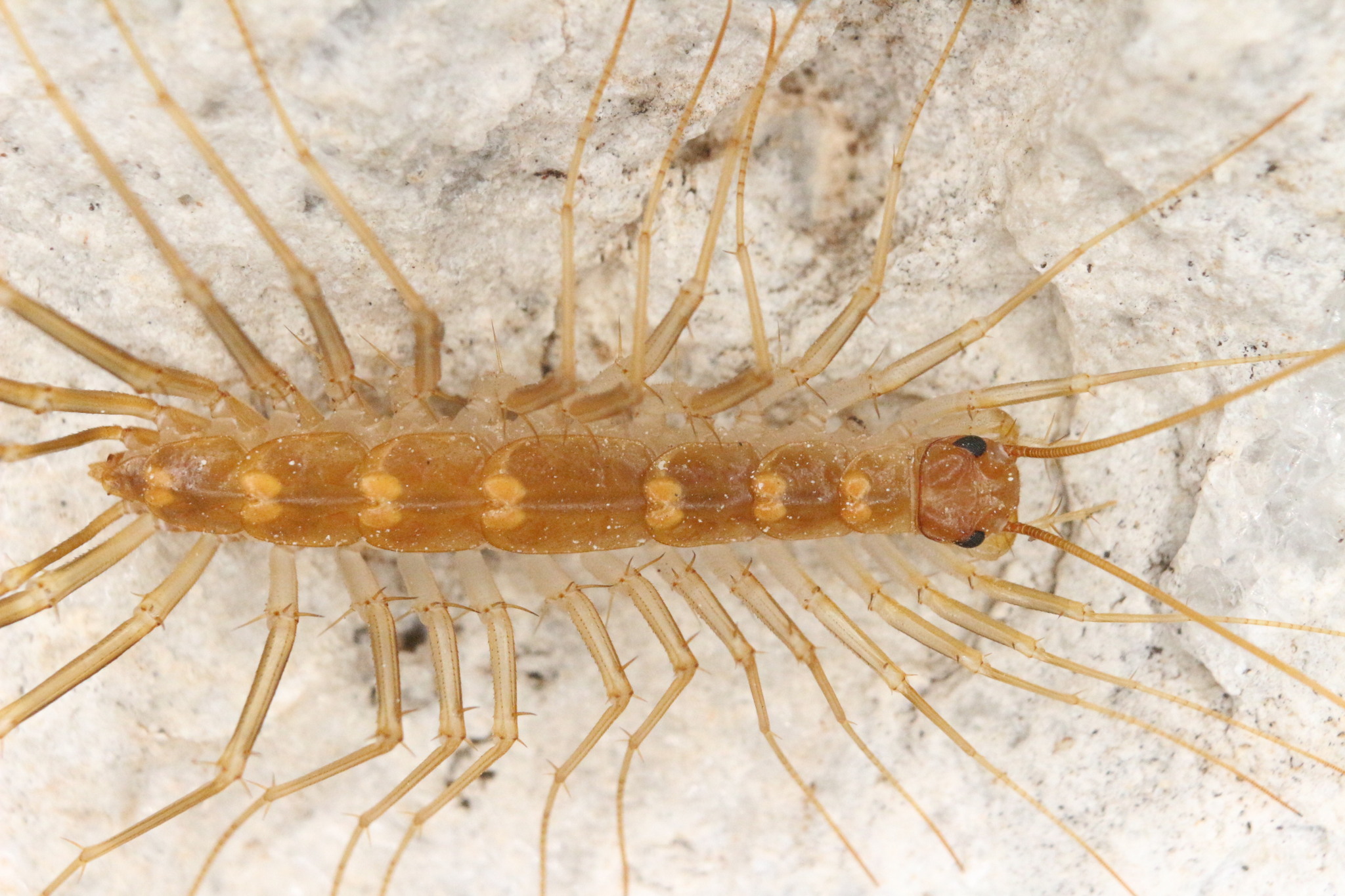 Scutigera linceci Wood, 1867