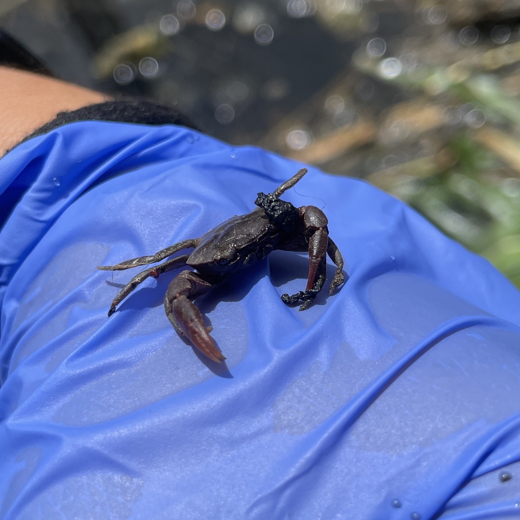 Manicou Crab from Trinidad, Tunapuna, Trinidad and Tobago, TT on April ...