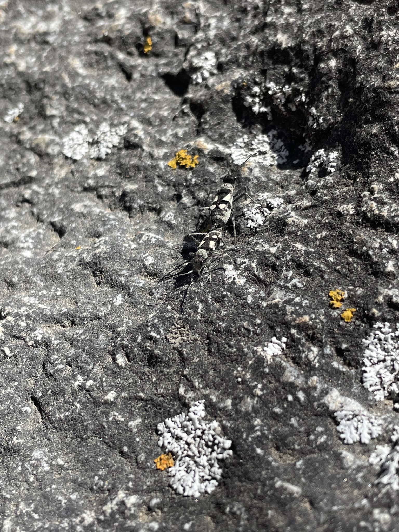 Arhaphe arguta (Bliven, 1956)