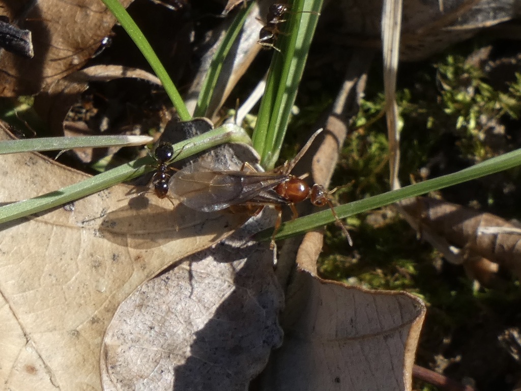 American Winter Ant in April 2023 by kurtis · iNaturalist