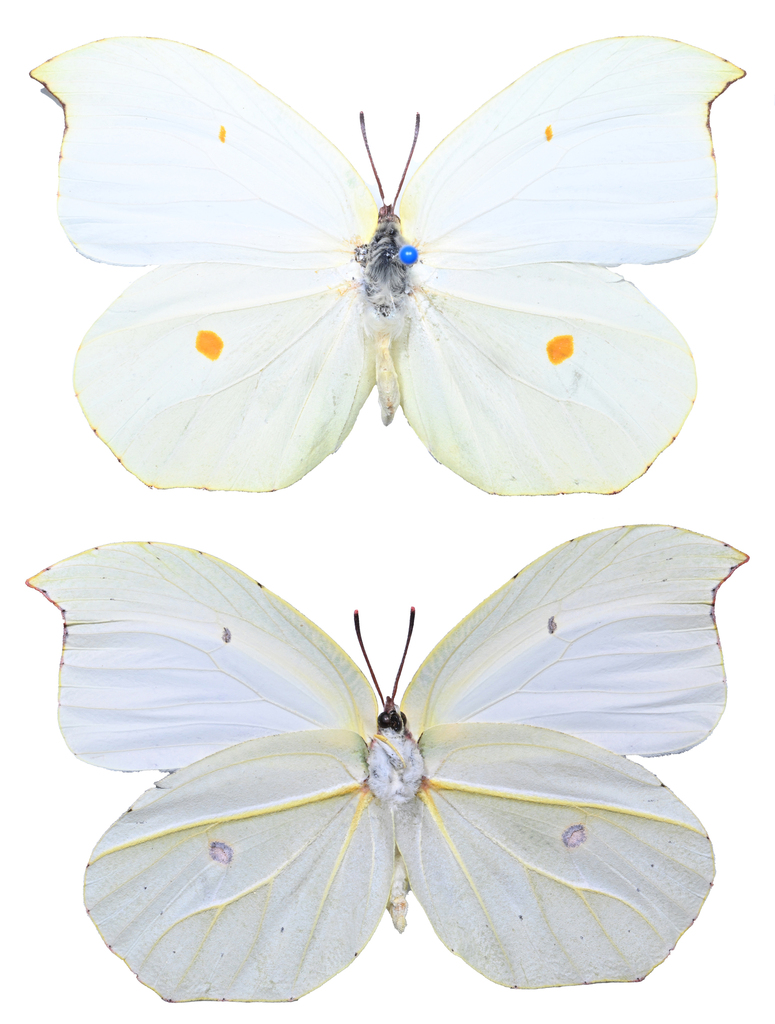 Orange Brimstone from 中国湖北省神农架林区 on June 29, 2019 at 09:52 AM by ...
