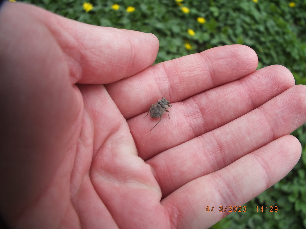 Big-eyed Toad Bug from Arden, Indianapolis, IN, USA on April 3, 2023 at ...