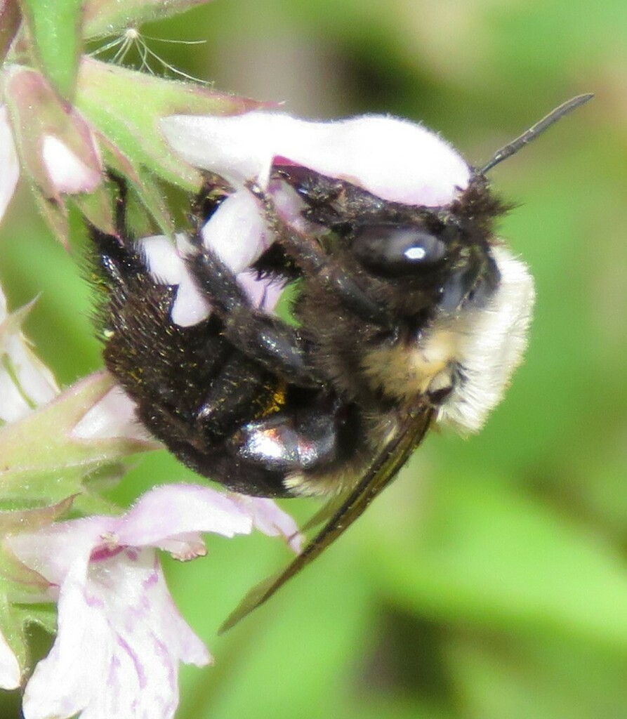 Blueberry Digger Bee in April 2023 by chziemke · iNaturalist