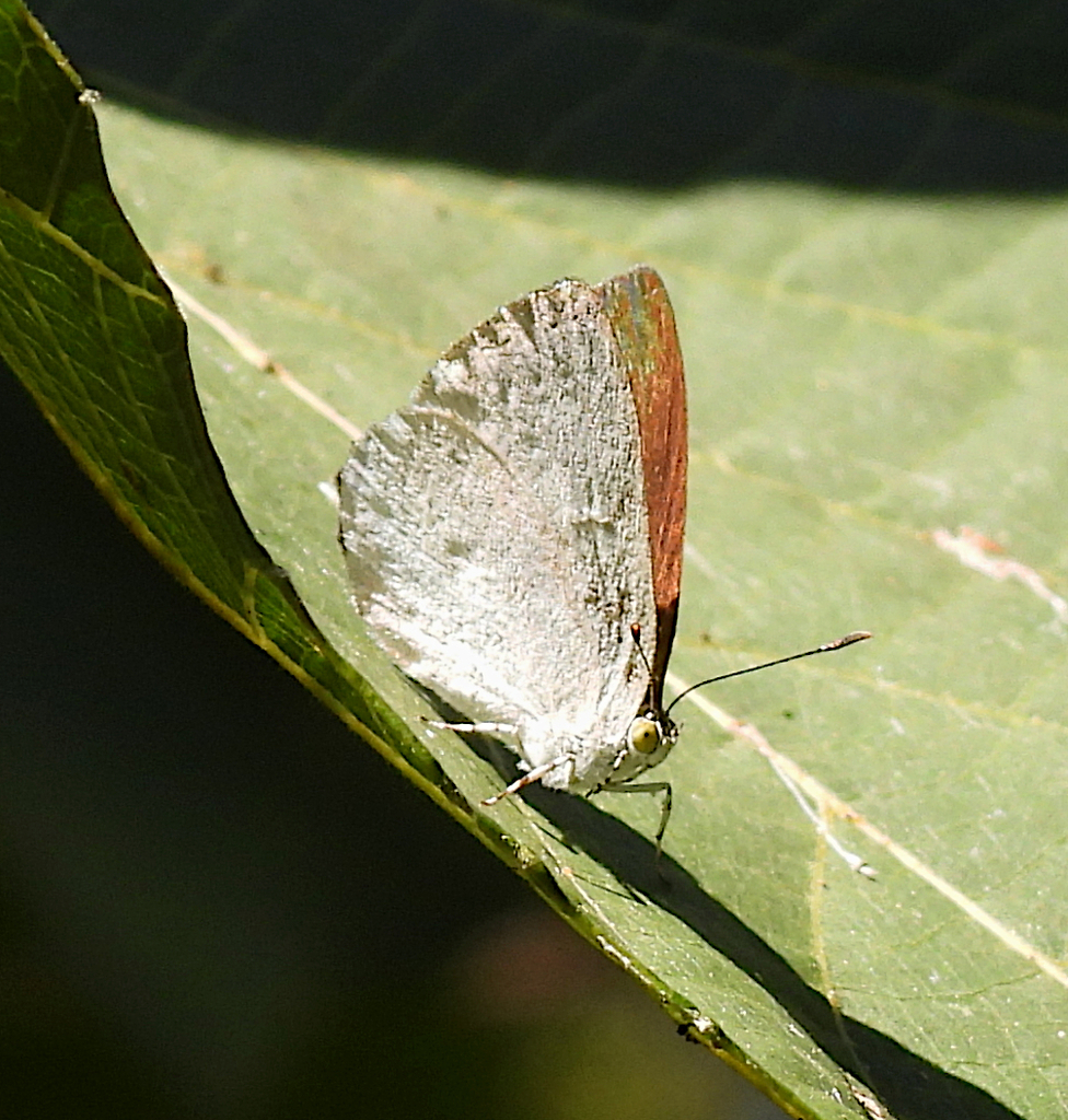 Purple Moonbeam from Wightman Reserve, Arana Hills, Brisbane QLD ...