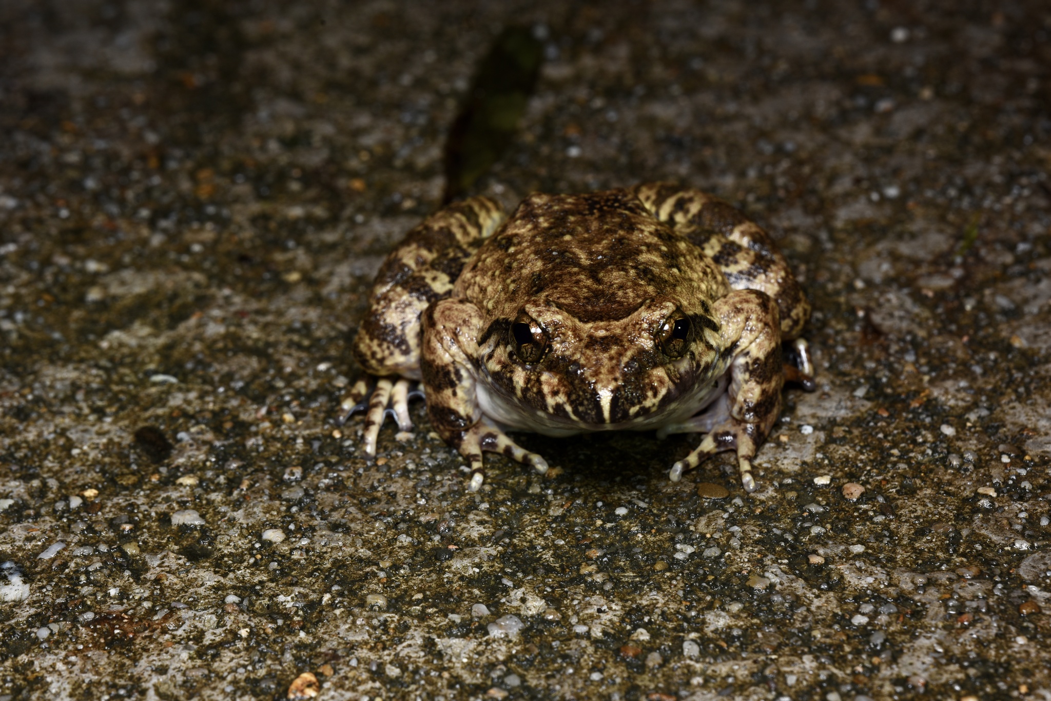 Quasipaa spinosa (David, 1875)