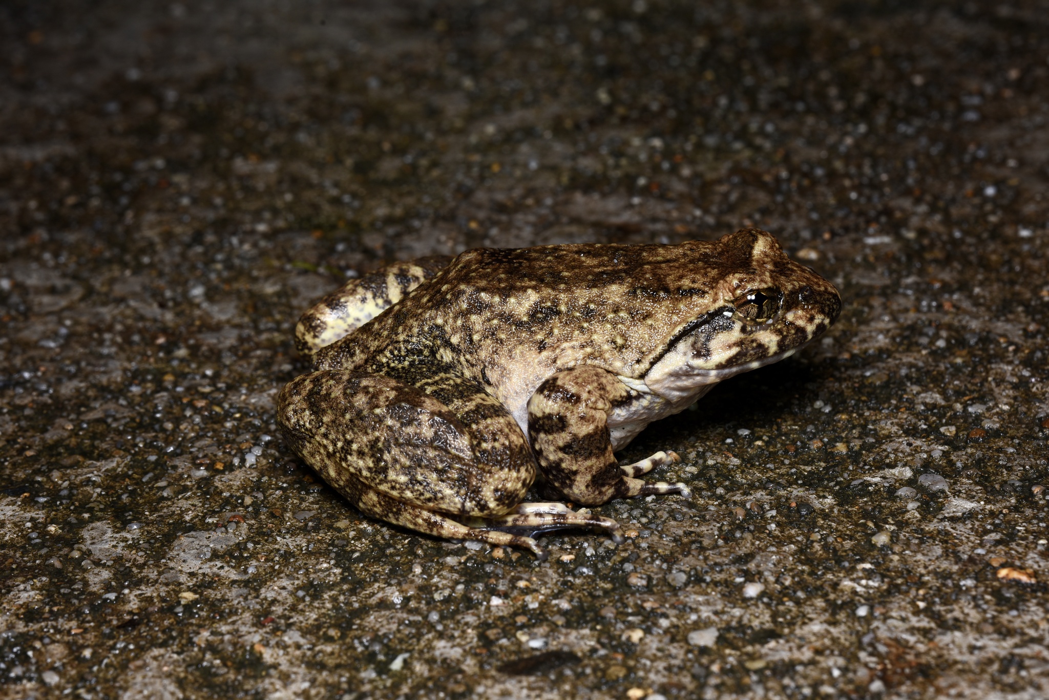 Quasipaa spinosa (David, 1875)