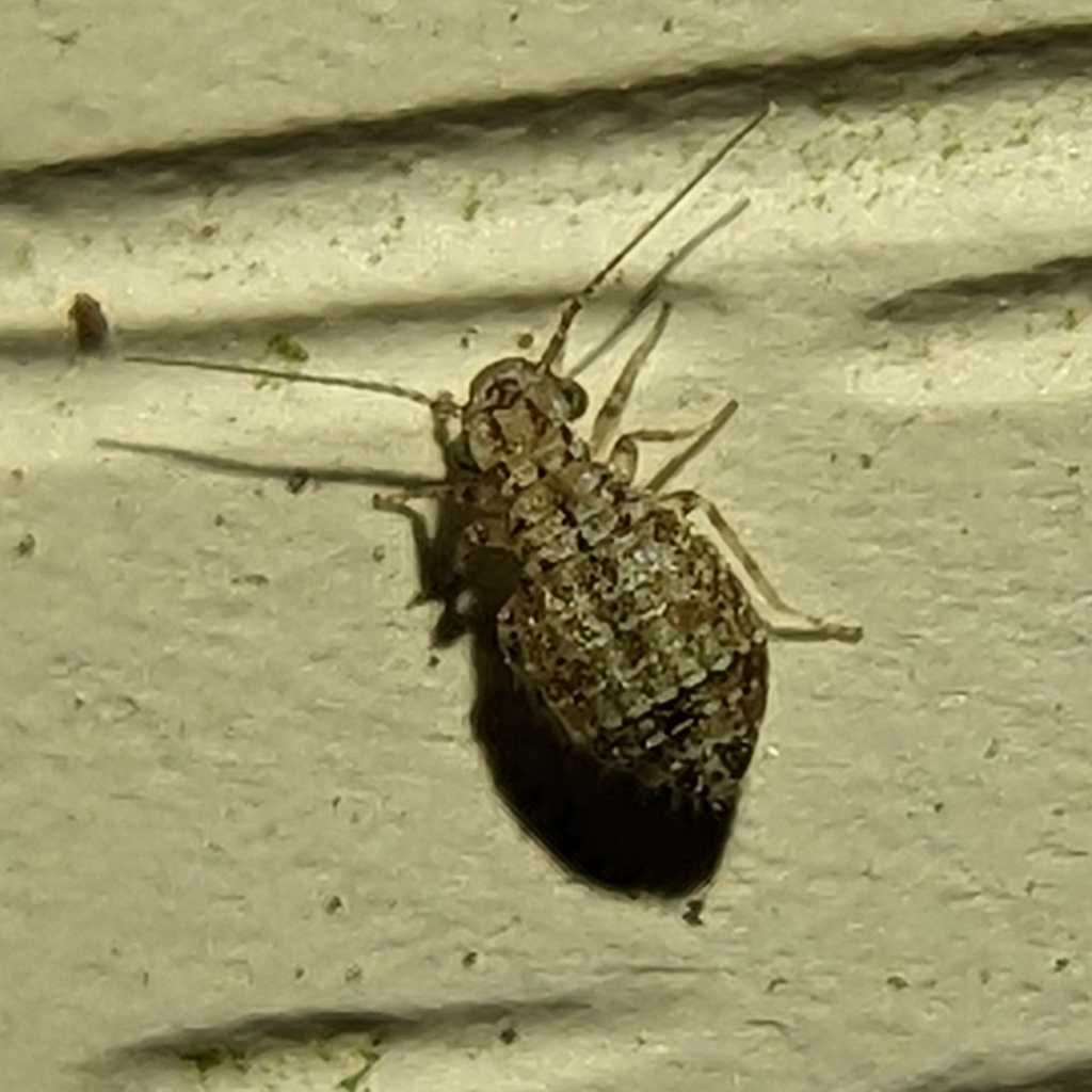 Cerobasis guestfalica in April 2023 by ncb1221 · iNaturalist
