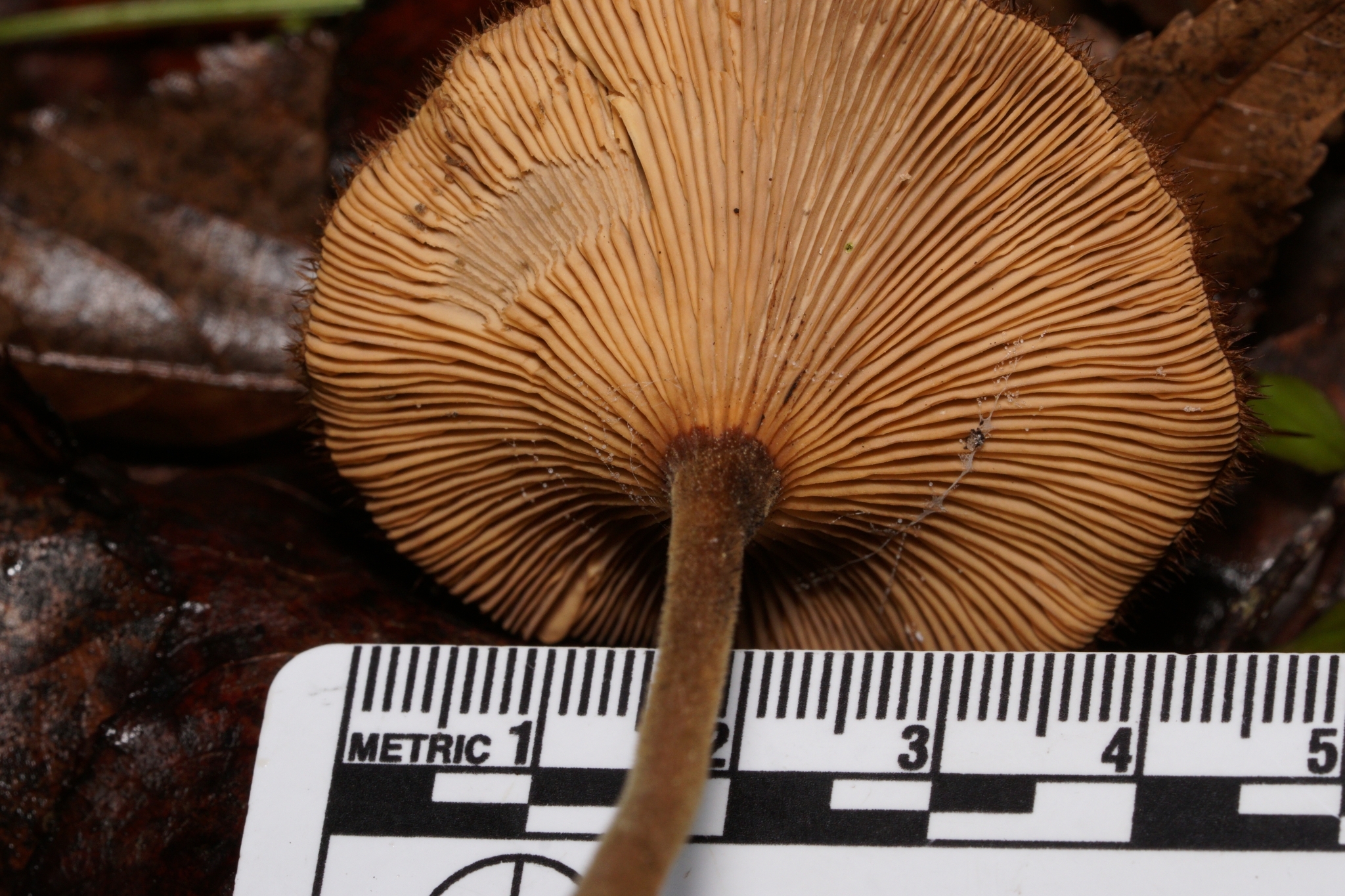 Lentinus velutinus Fr.