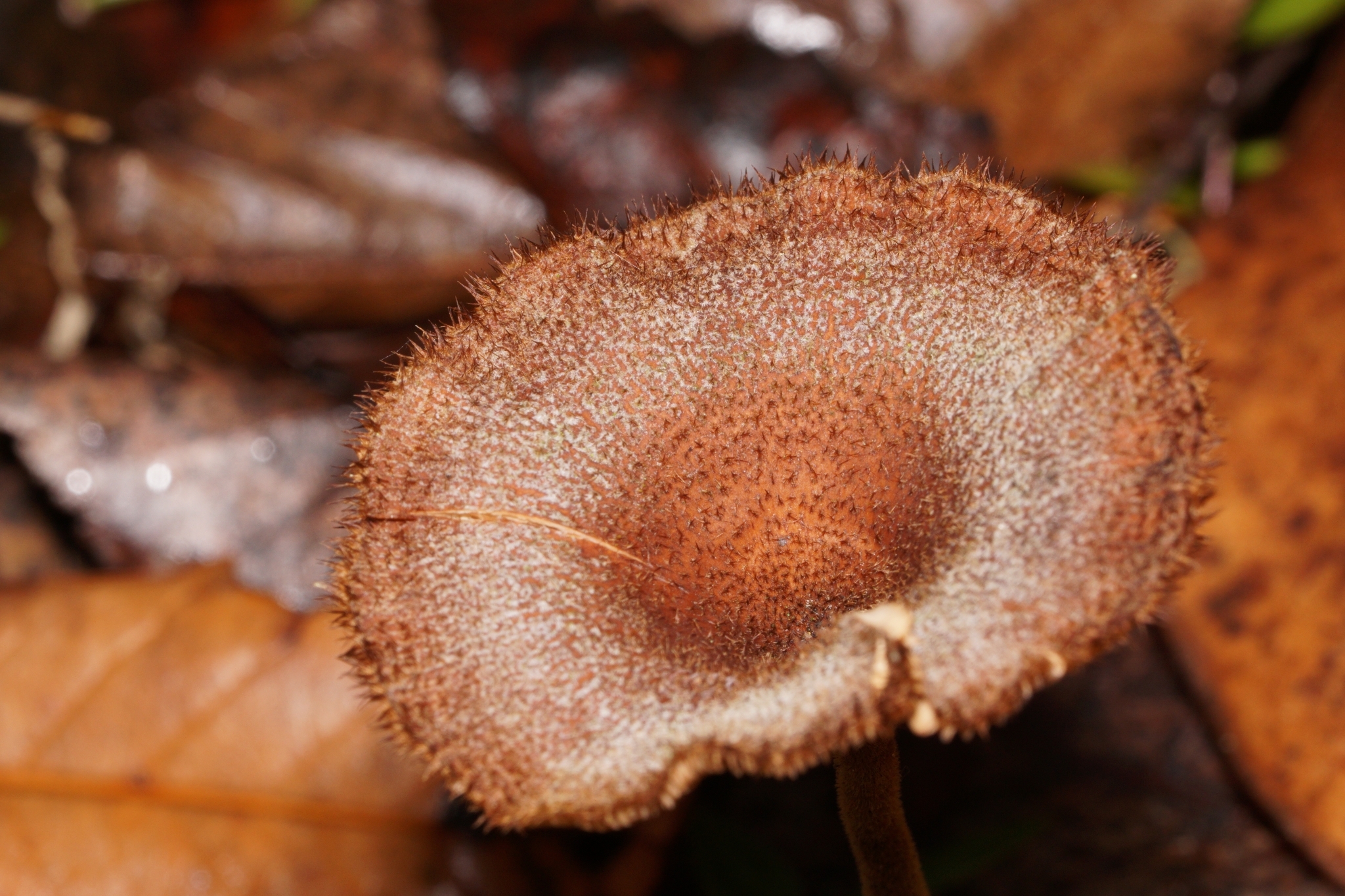 Panus velutinus (Fr.) Sacc.