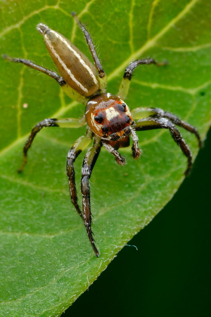 Sylvan Jumping Spider from San José Province, San Francisco, Costa Rica ...