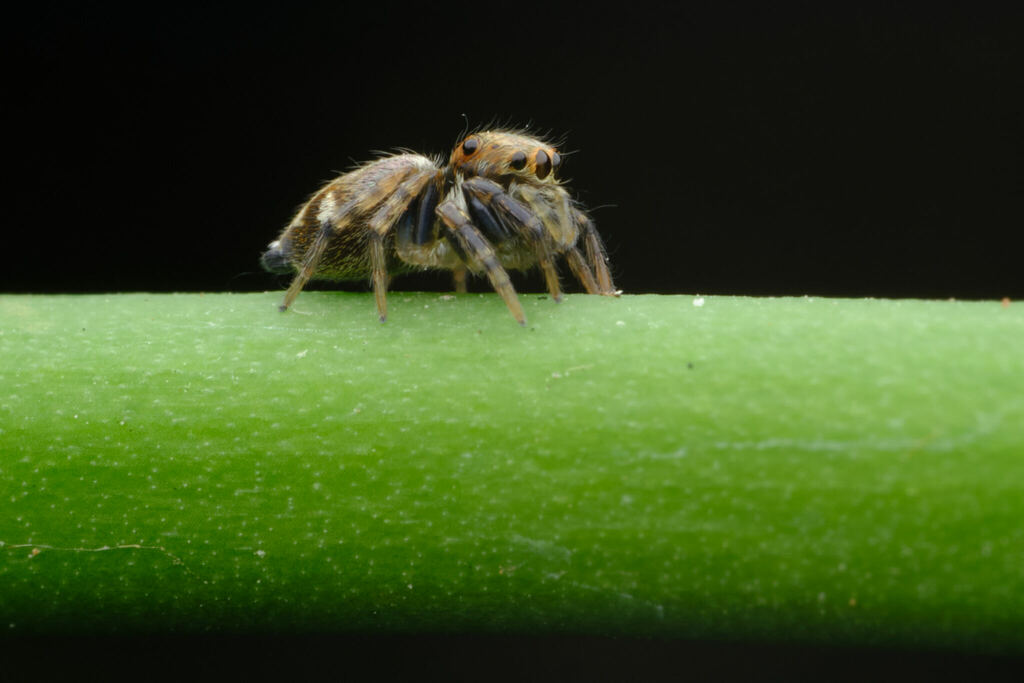 Jumping Spiders from San José Province, San Francisco, Costa Rica on ...