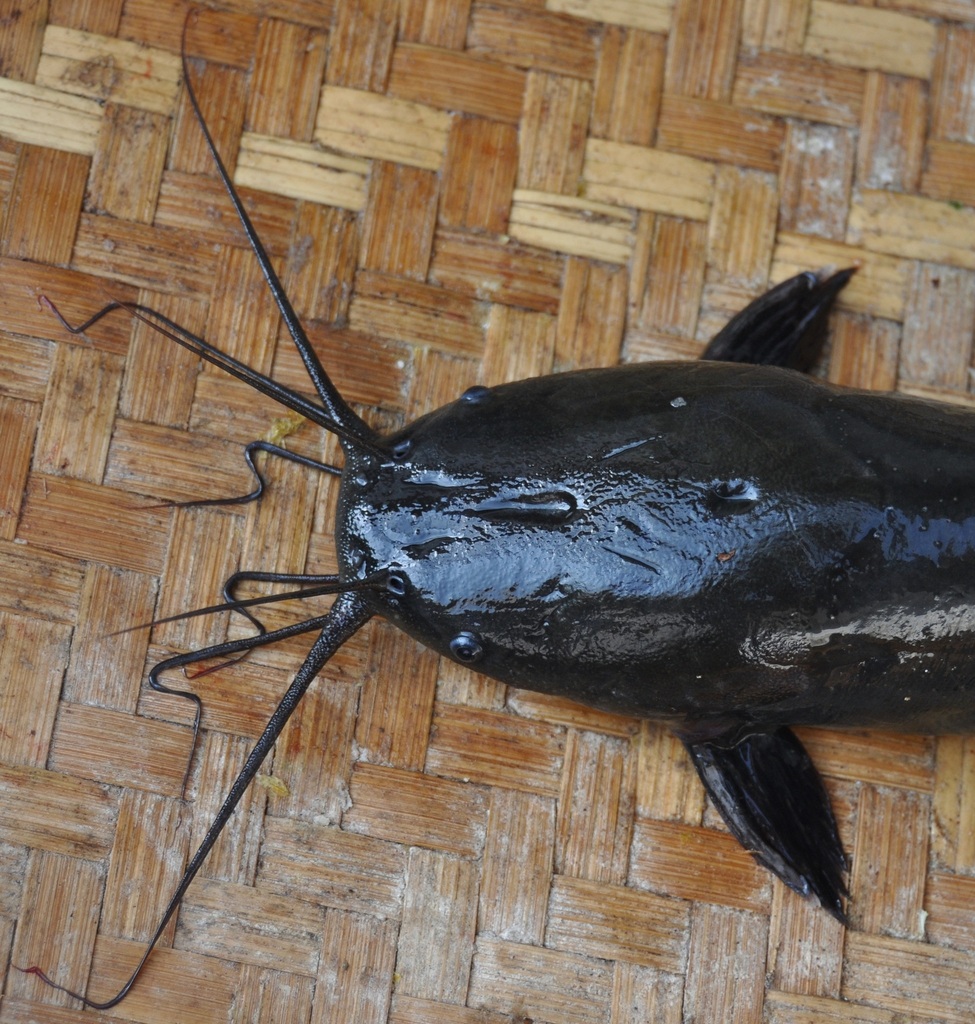 Walking Catfish (Clarias batrachus) - Marine Life Identification