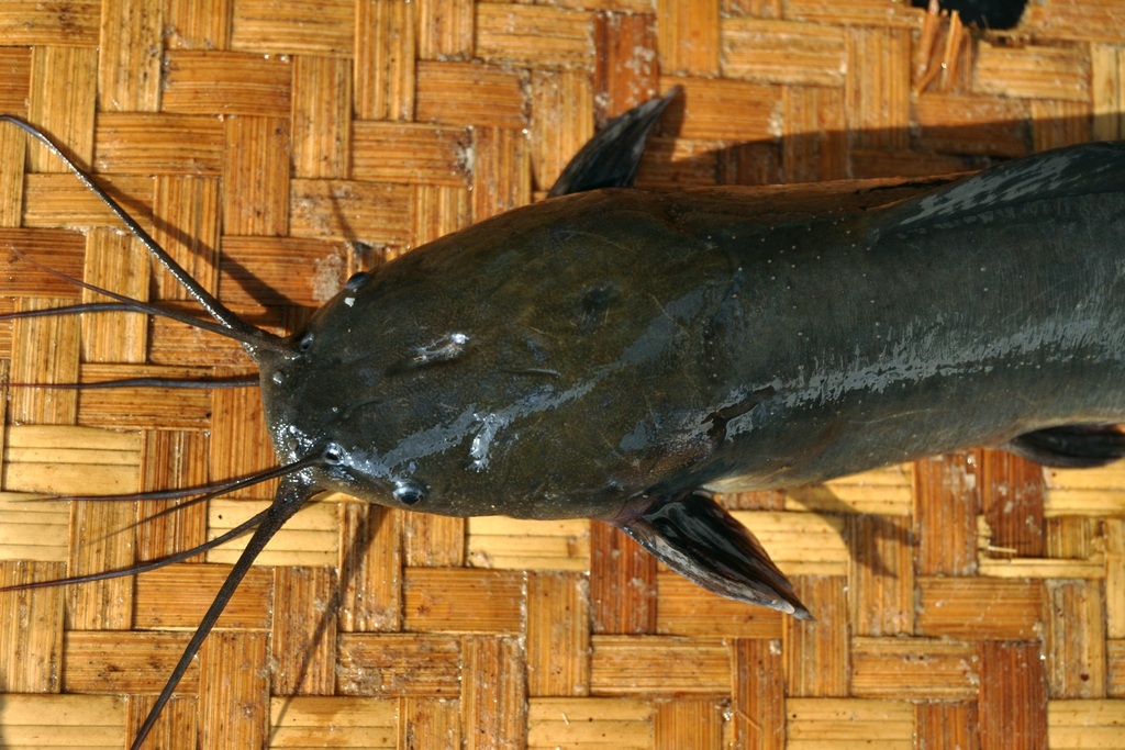 Walking Catfish (Clarias batrachus) - Marine Life Identification