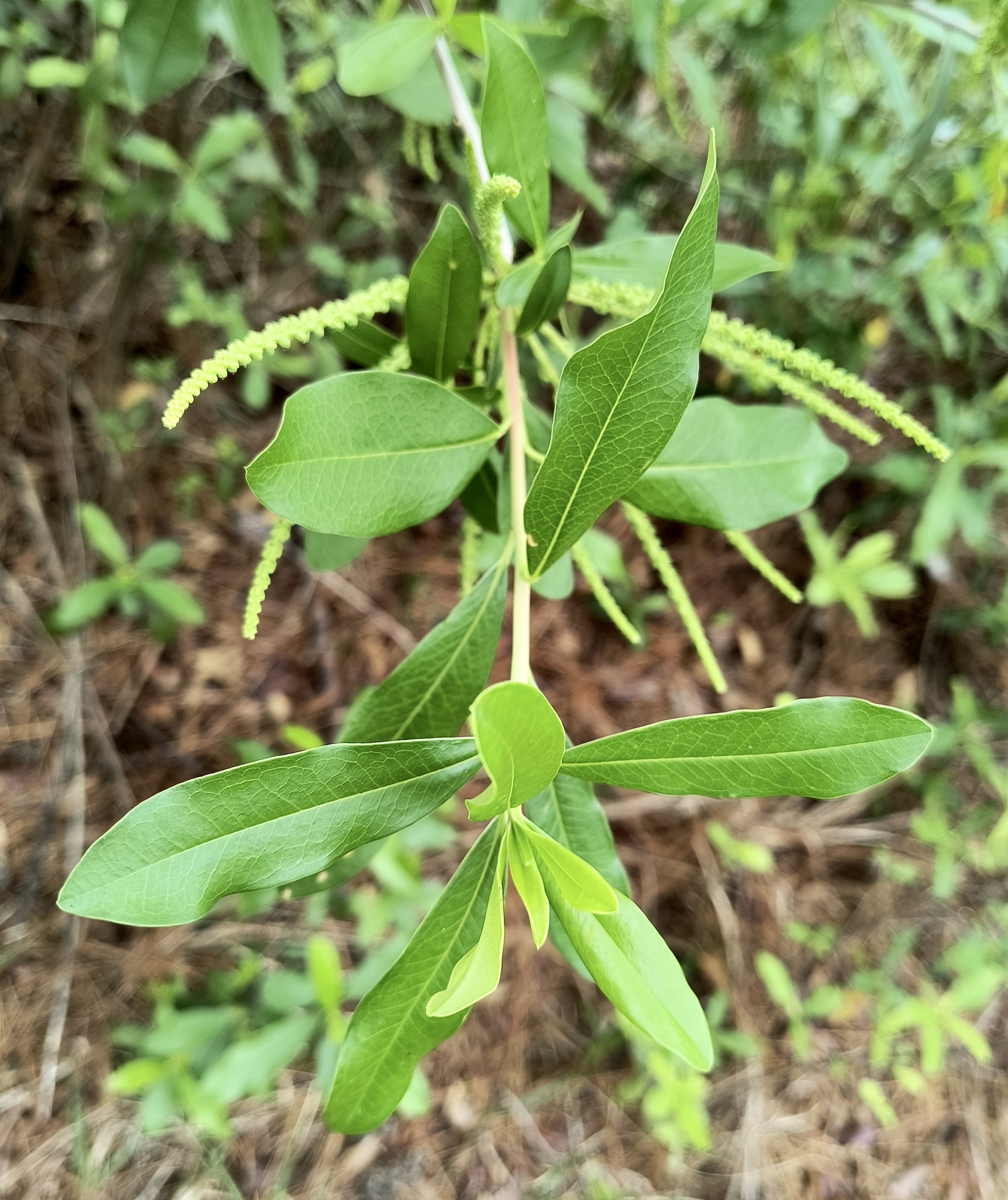 Cyrilla racemiflora L.