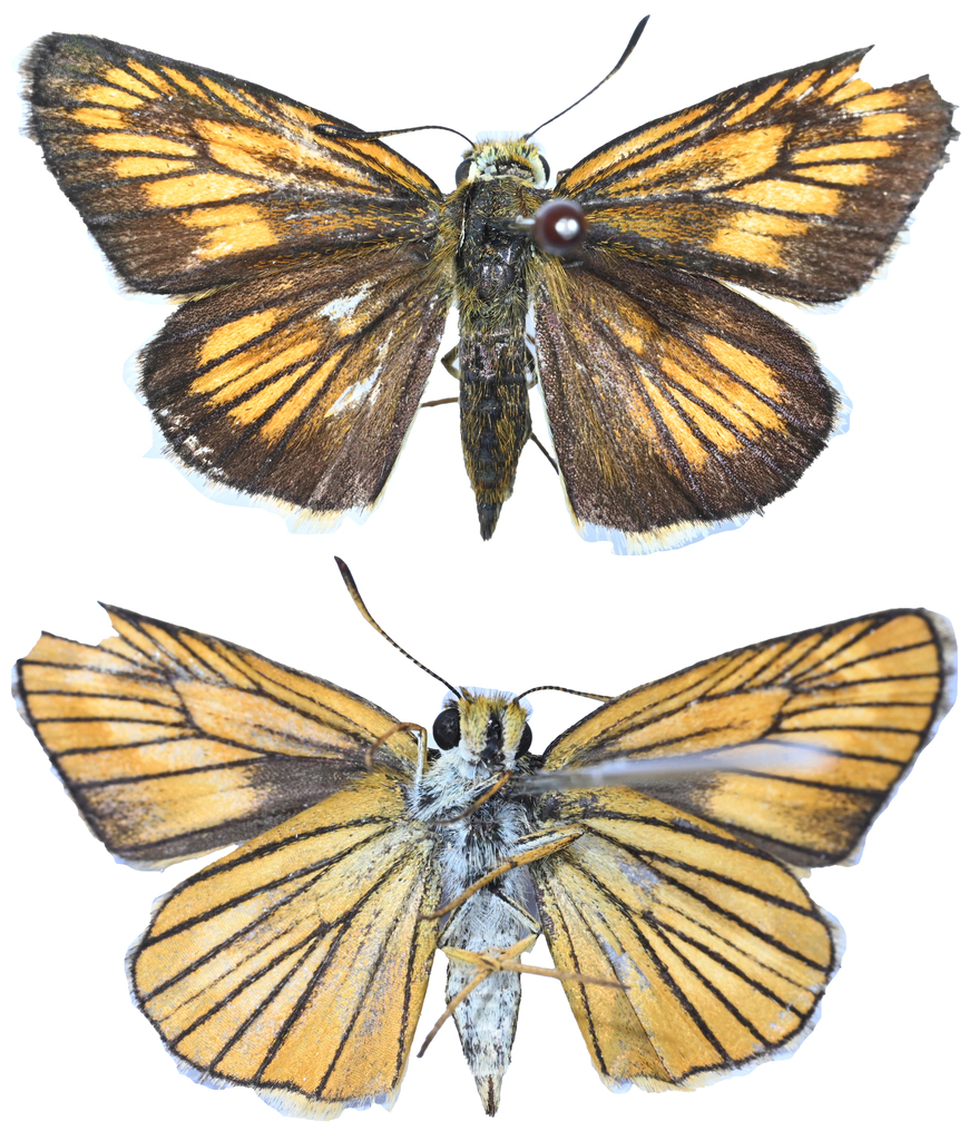 Thymelicus sylvaticus from 中国湖北省神农架林区天生桥 on July 7, 2022 at 10:43 AM by ...